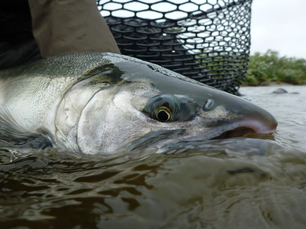 Boost Your Amateur Fishing Photography from Average to Awesome ...