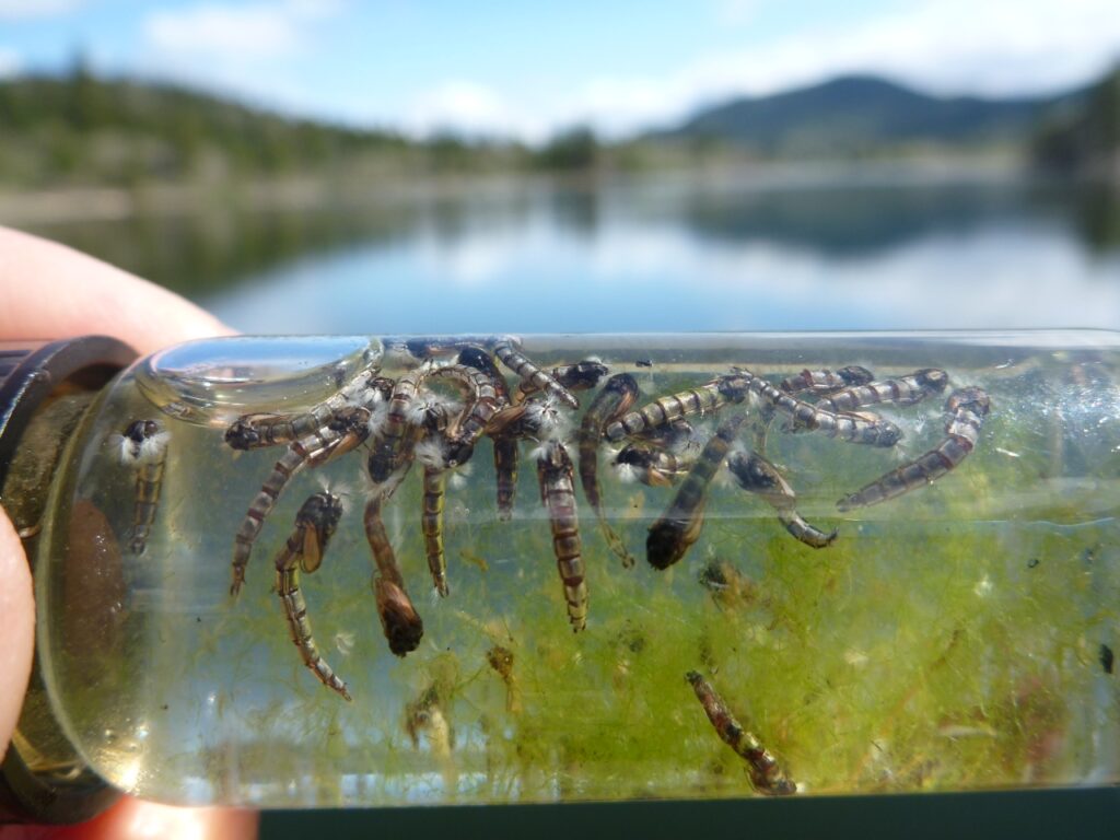 Chironomids – The Most significant Stillwater Insect Hatch to Master ...